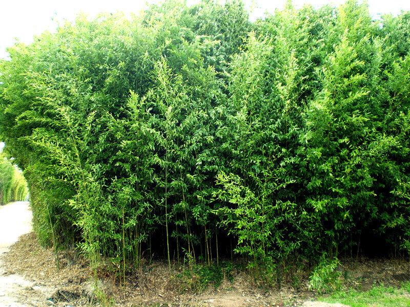 Phyllostachys humilis - Bambu Parque