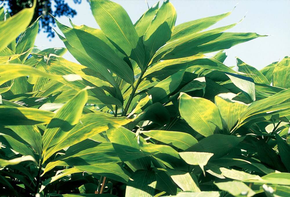 Sasa palmata 'Nebulosa' - Bambu Parque