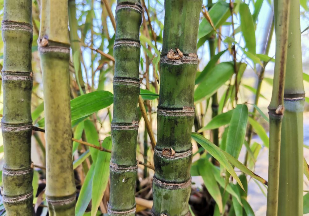 Phyllostachys aurea - Bambu Parque